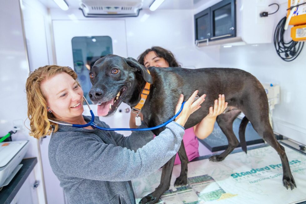 Best Mobile Veterinary Clinic In Northern Colorado
